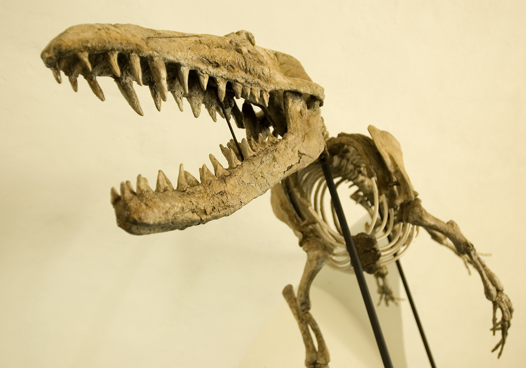 Archaeocetes - Museo di Storia Naturale dell'Università di Pisa