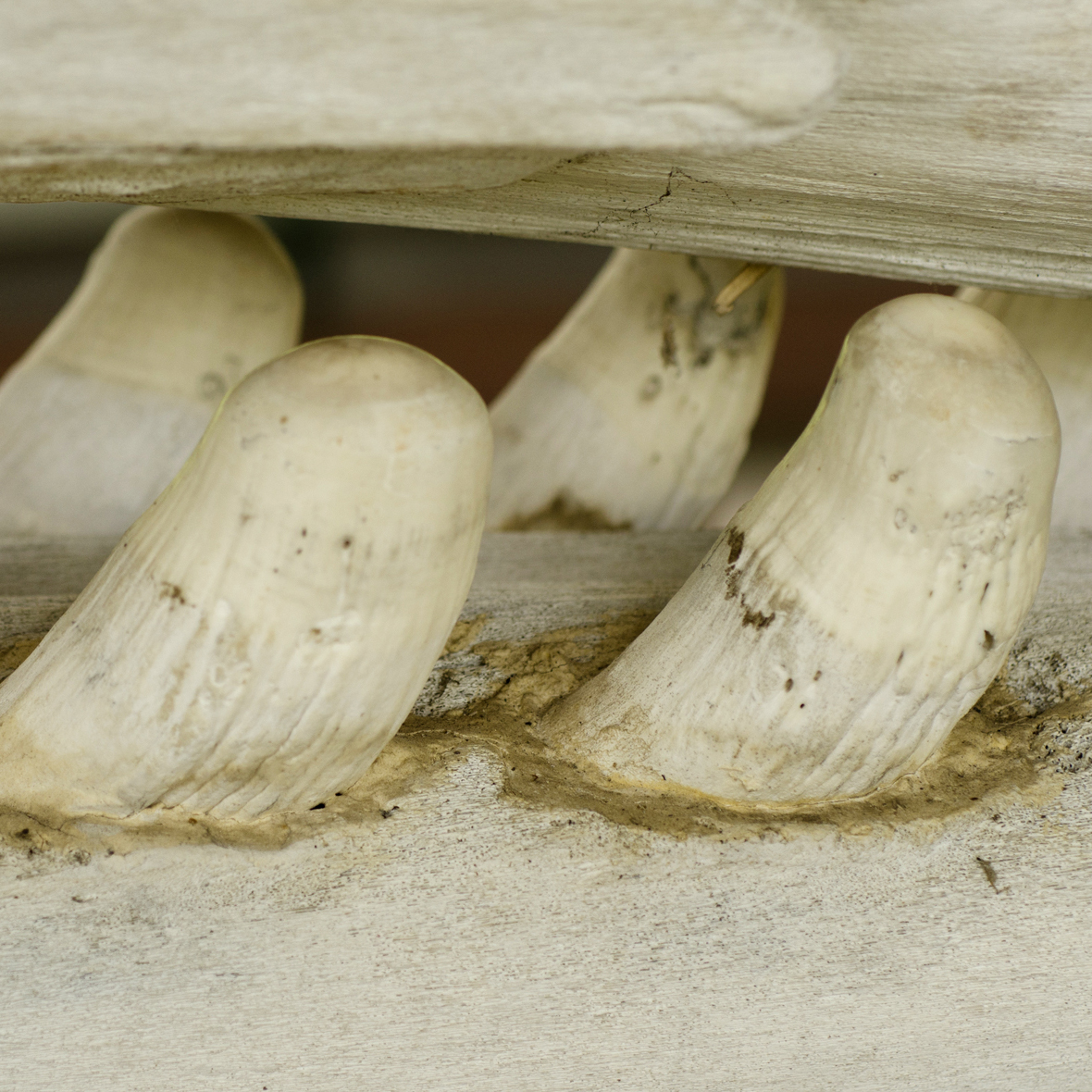 Mammal collection - Museo di Storia Naturale dell'Università di Pisa
