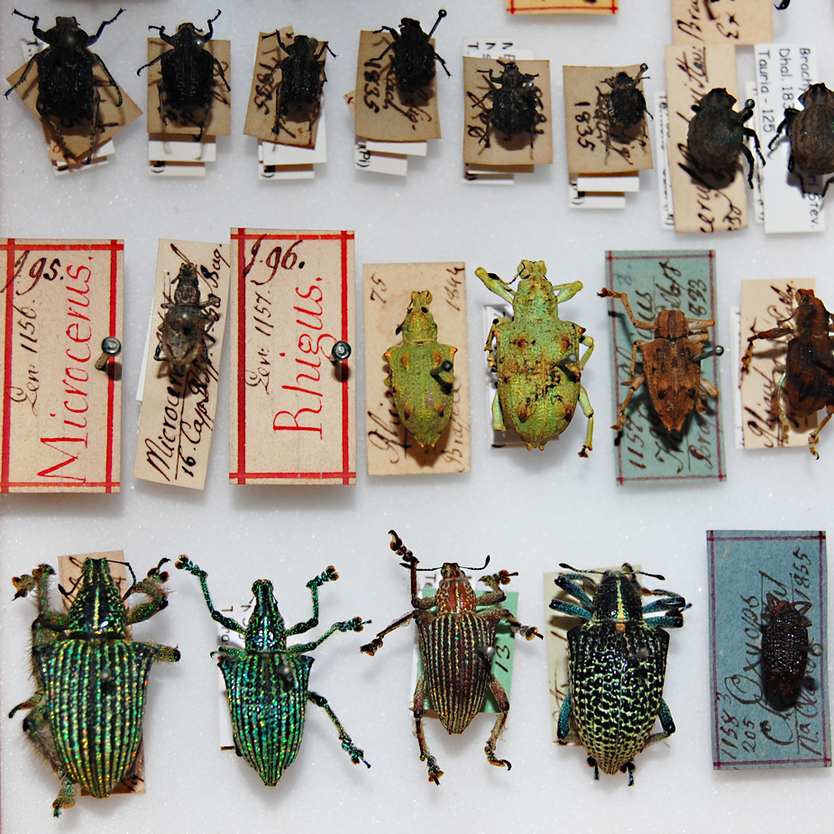 Collezione entomologica - Museo di Storia Naturale dell'Università di Pisa