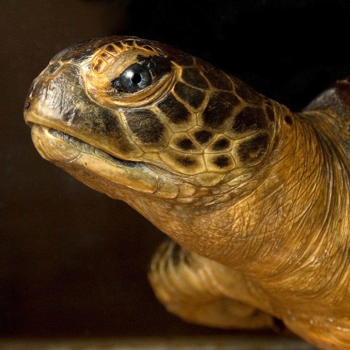 Galleria degli anfibi e dei rettili - Museo di Storia Naturale dell ...