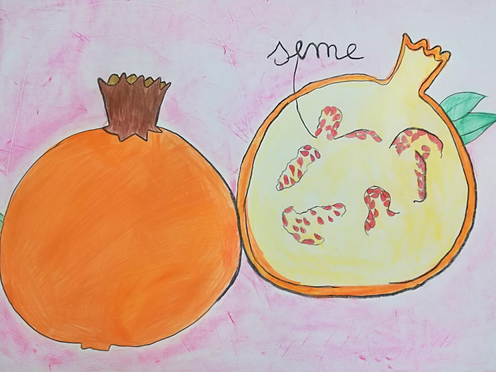 Semi e frutti dell'autunno - Museo di Storia Naturale dell'Università ...