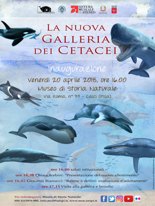 La nuova Galleria dei cetacei - Museo di Storia Naturale dell ...