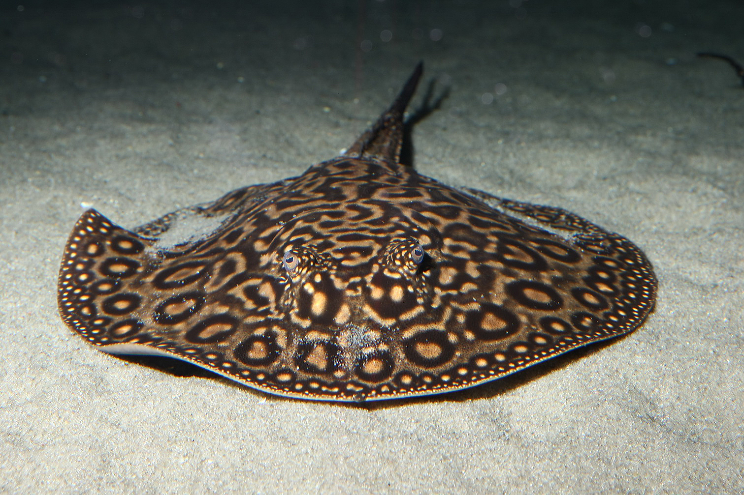 Viaggio negli acquari - Museo di Storia Naturale dell'Università di Pisa