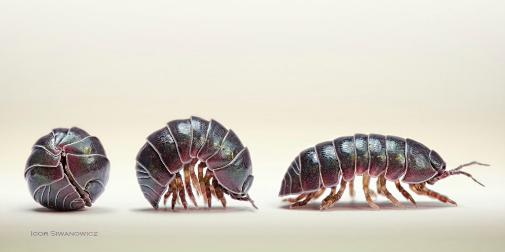 Un laboratorio vivente sulla evoluzione dal mare alle terre emerse: il ...