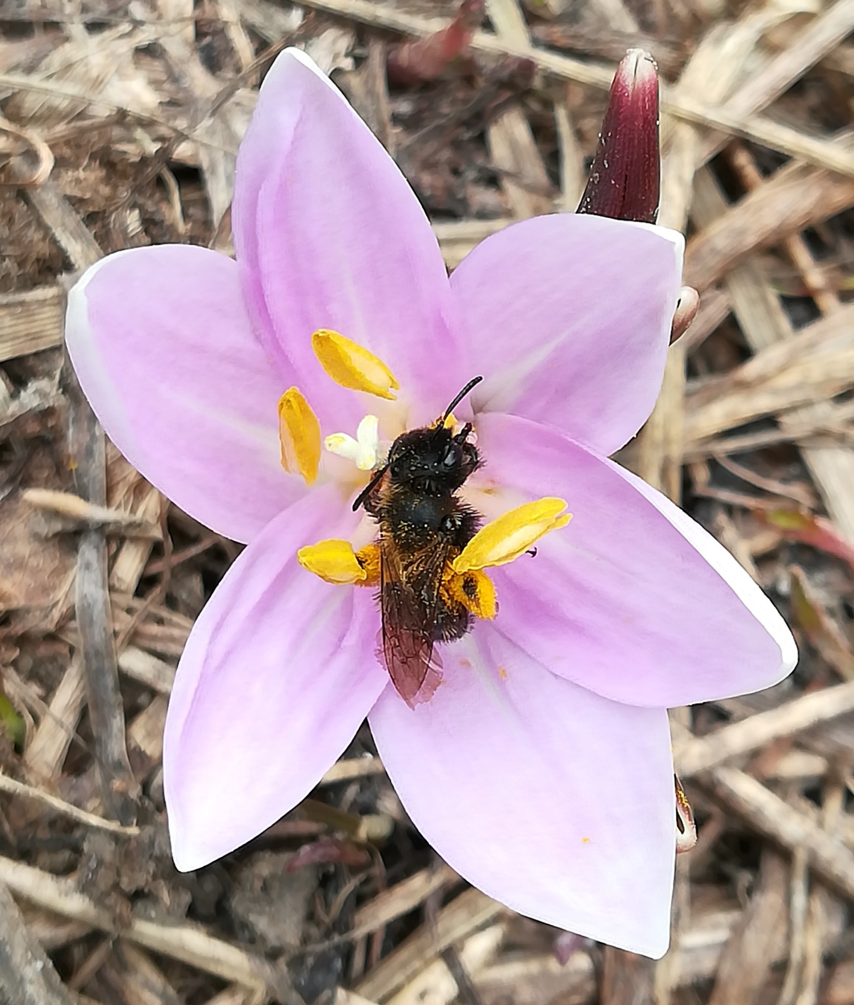 Artropodi e piante - Museo di Storia Naturale dell'Università di Pisa