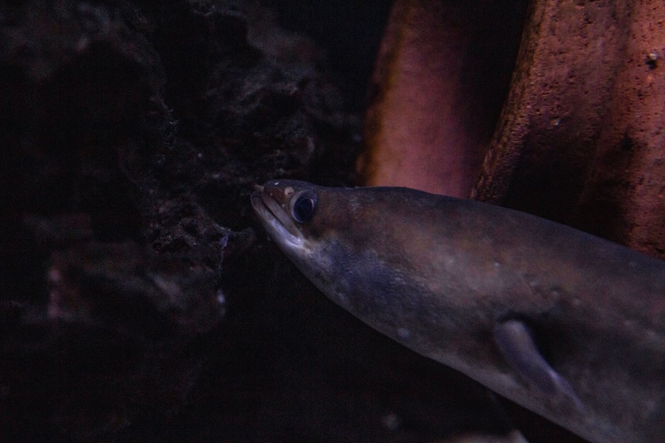 L'incredibile viaggio delle Anguille - Museo di Storia Naturale dell ...