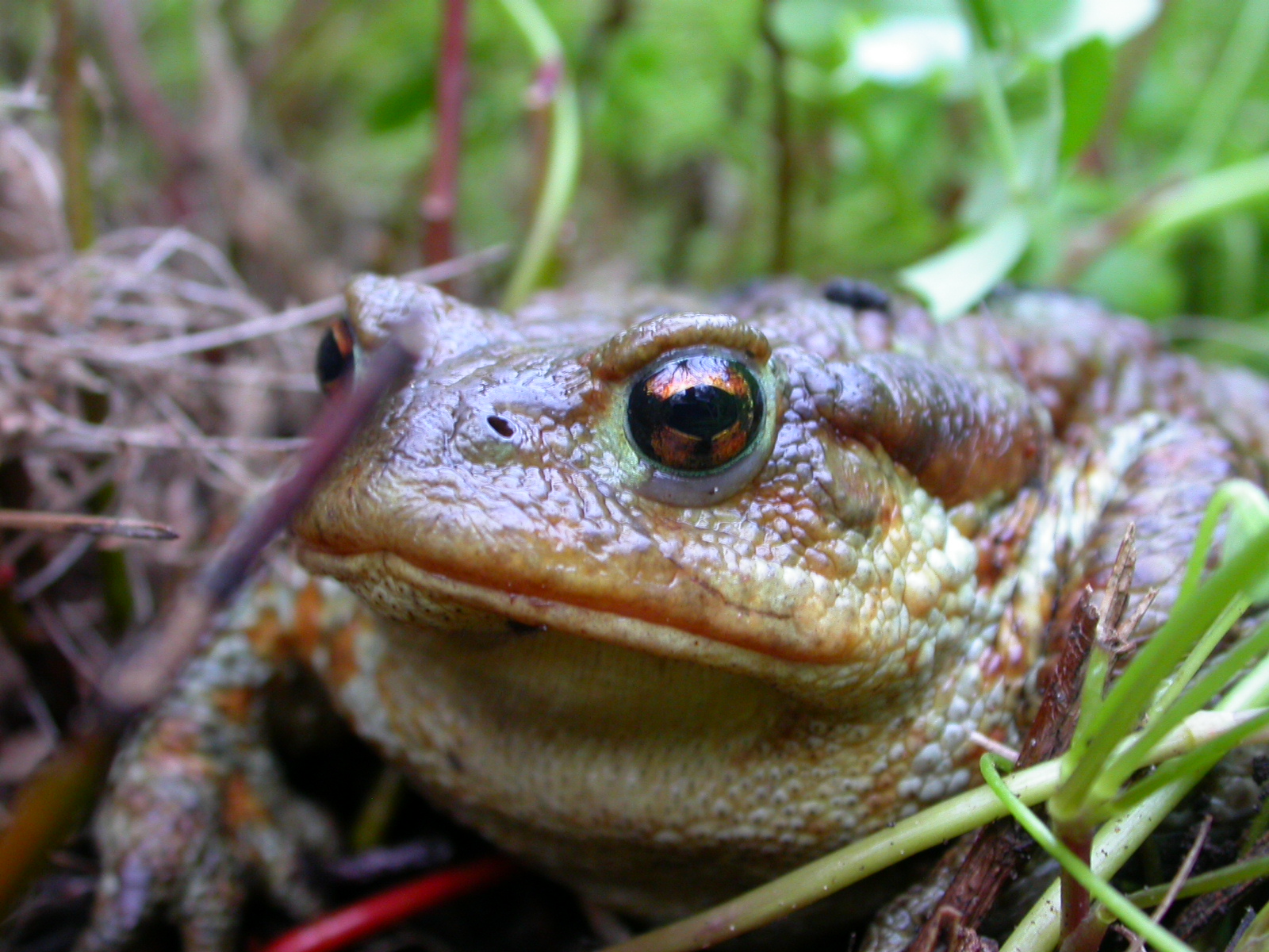 "Stato della conservazione degli anfibi sul Monte Pisano. Azioni per la ...