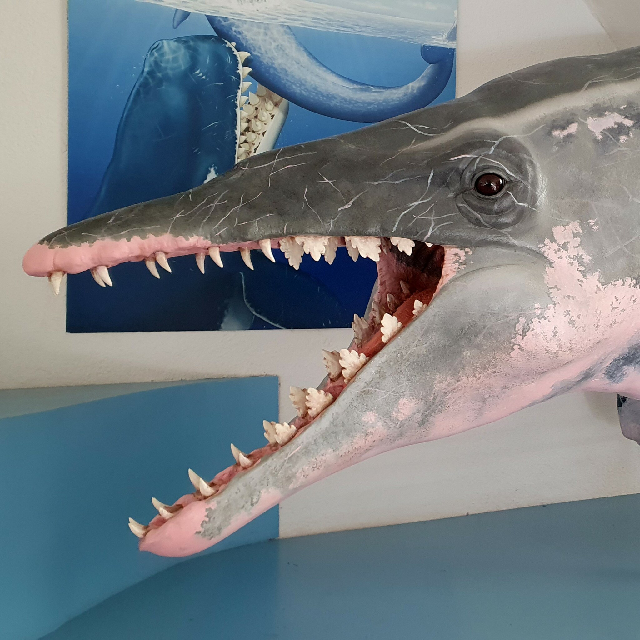 Dorudon, un terribile animale dai denti a punta di lancia - Museo di ...